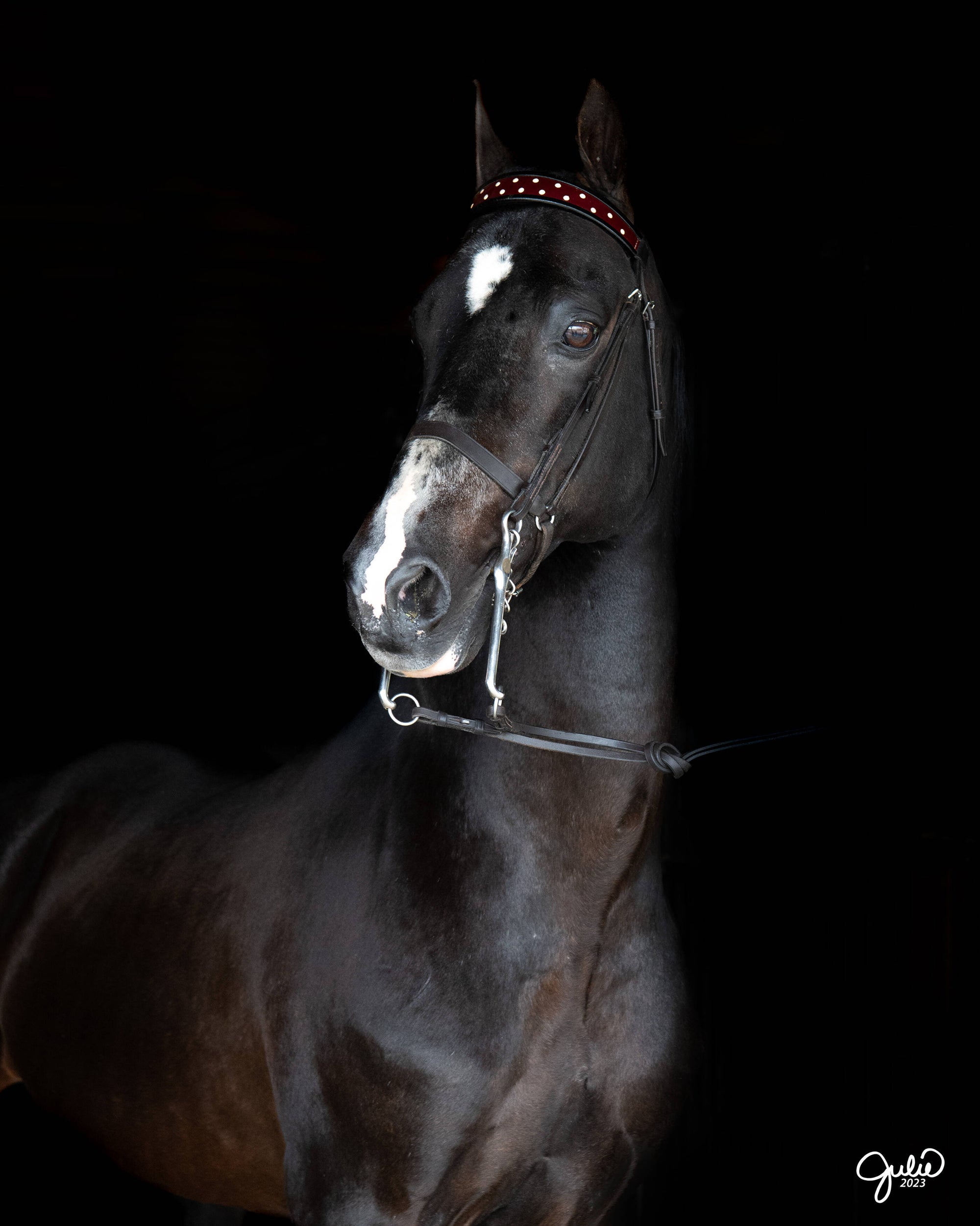 2024 horse shows the mjmha hosts three horse shows each